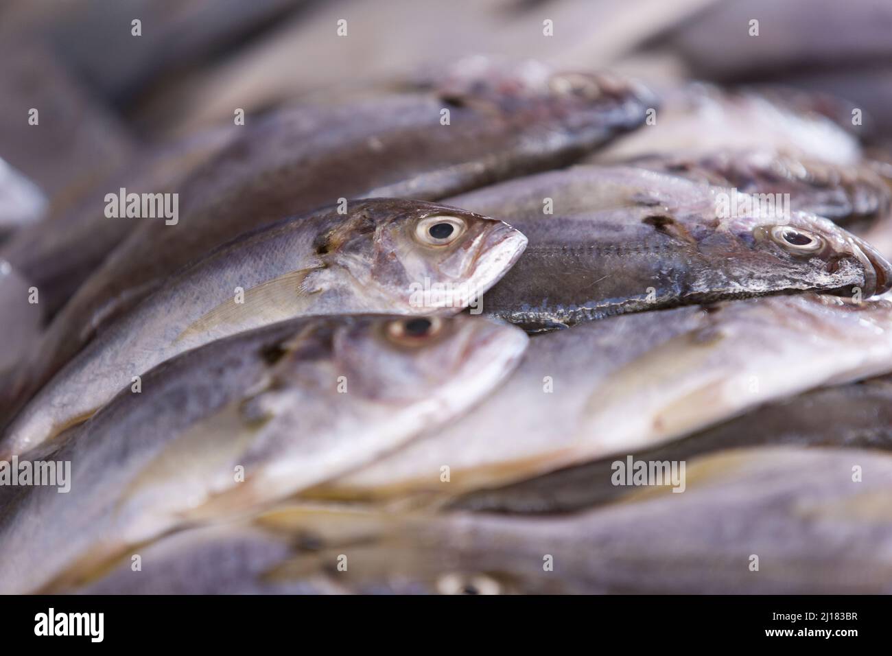 a bunch of fresh fish lying on the display of the fish market, Arabian ...