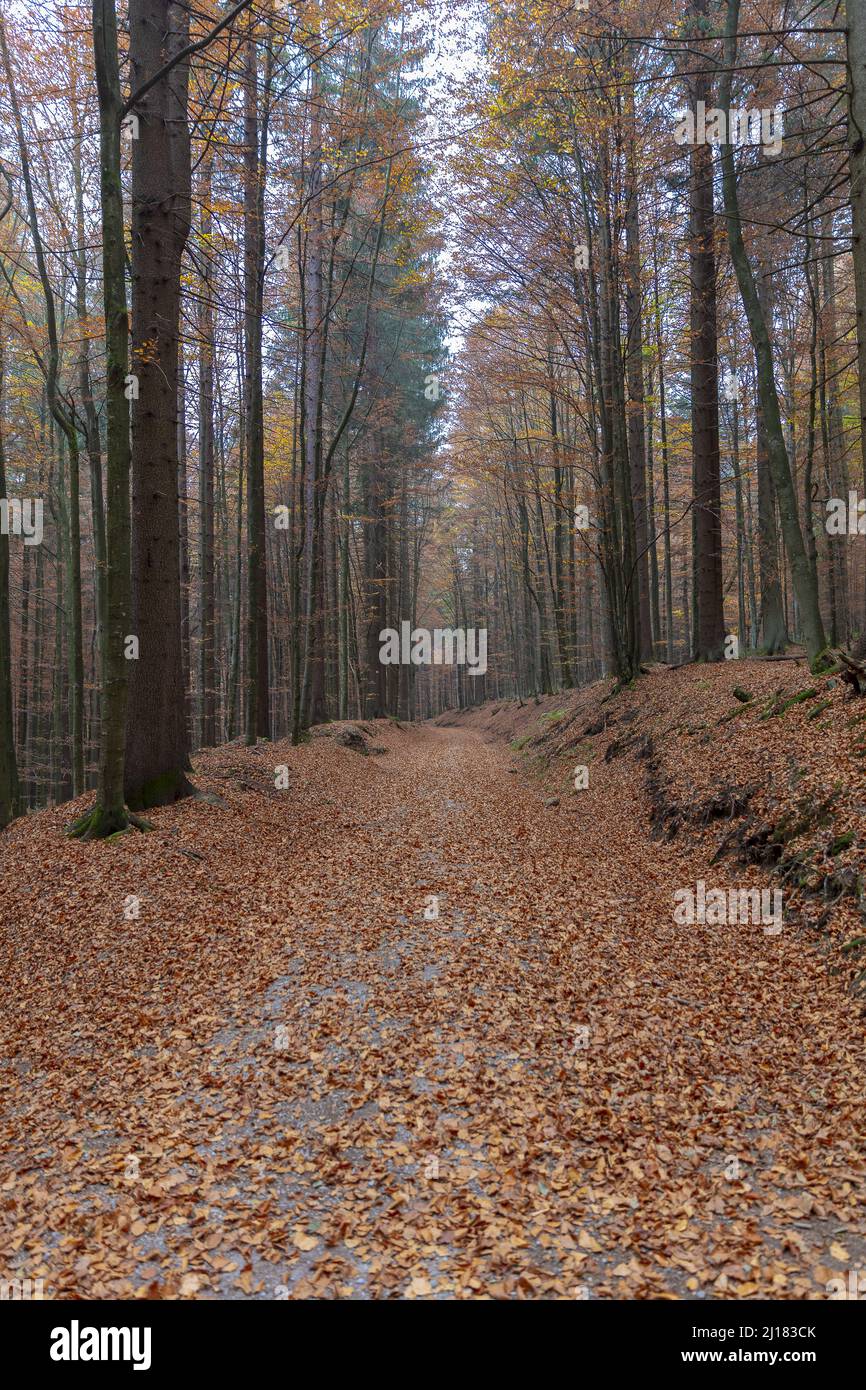 Forrest road covered by golden foilage in autumn, Bavarian Forrest ...