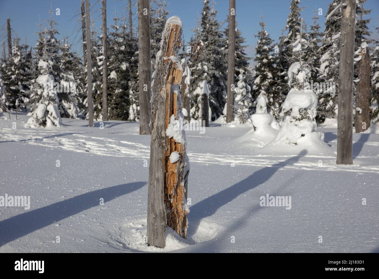 Dead tree stump at a hiking trail to Mount Lusen in the Bavarian ...