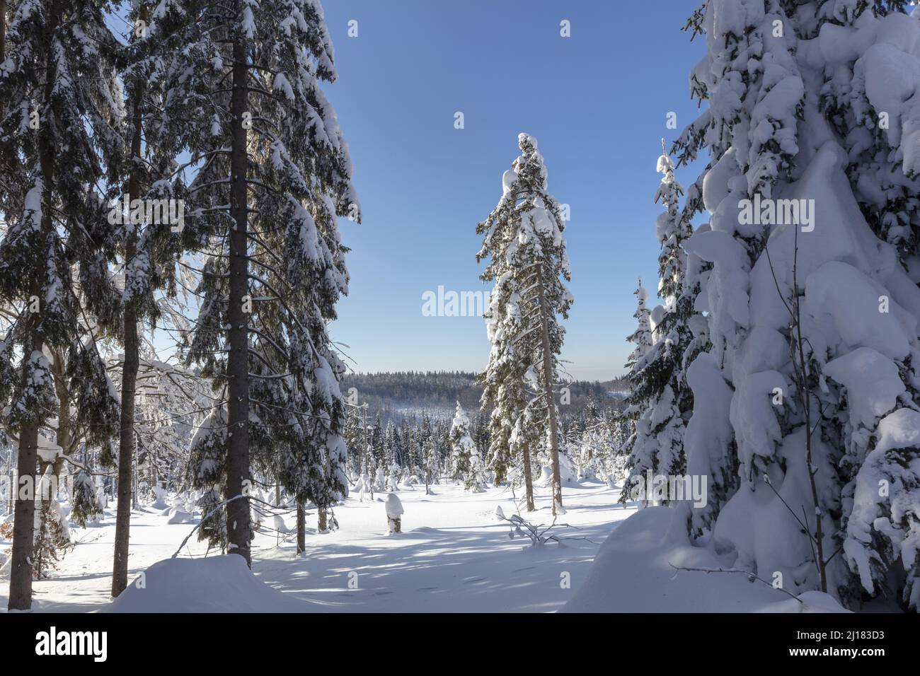 Bavarian forrest national park hi-res stock photography and images - Alamy