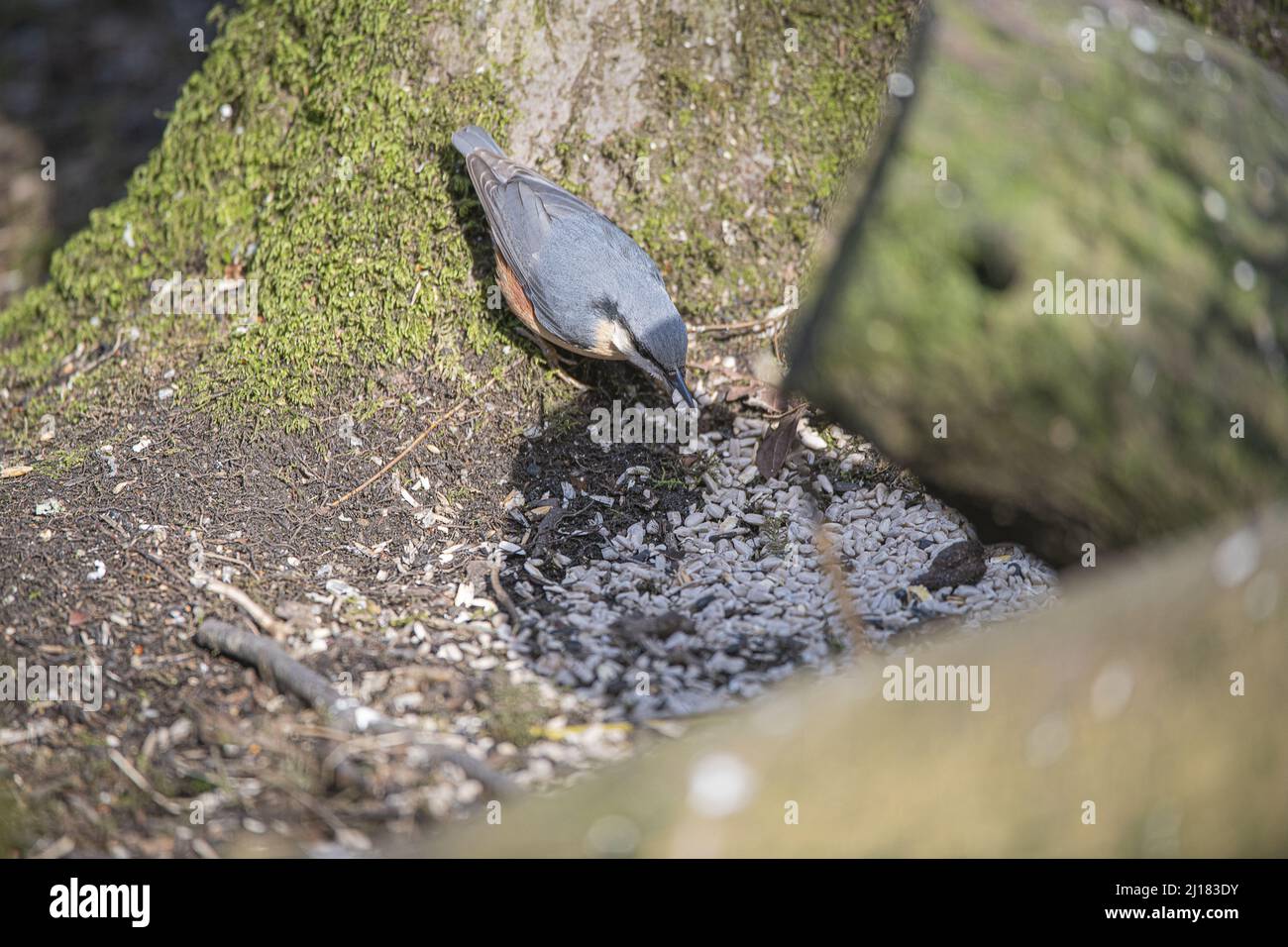 A Eurasian nuthatch bird perched on a ground Stock Photo - Alamy