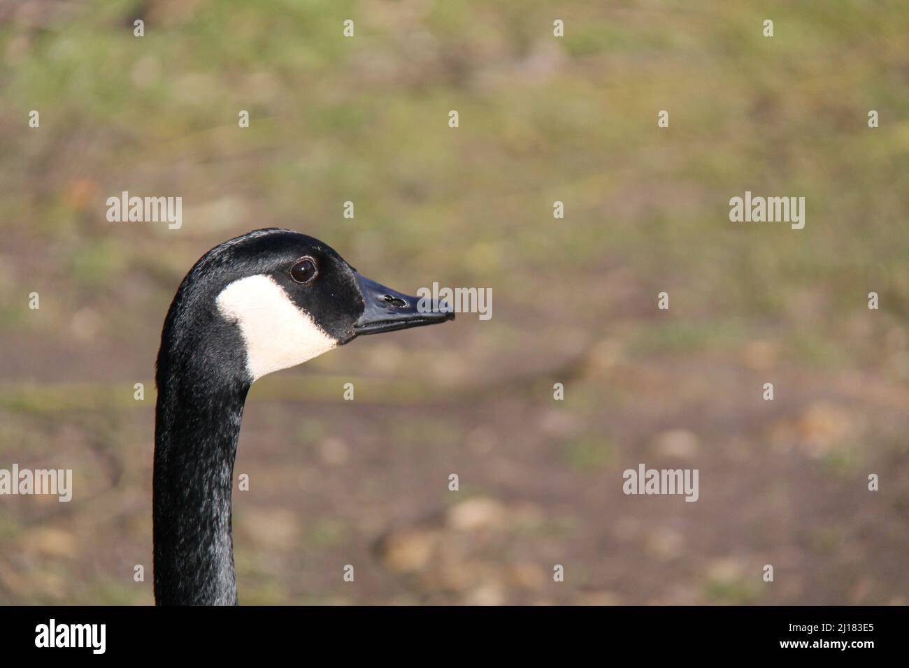 The Head and Neck of a Canada Goose Stock Photo - Alamy
