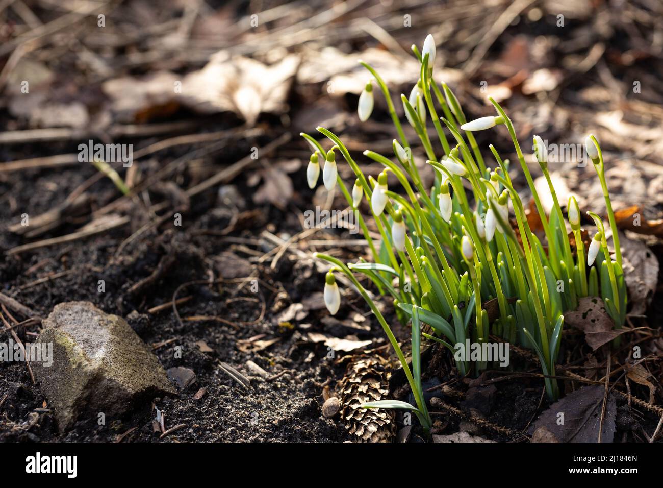 Flowers snowdrops in garden, sunlight. First beautiful snowdrops in ...