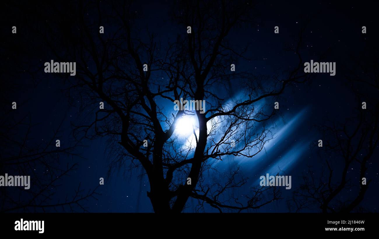 A silhouette of dead tree against moonlight on dark blue sky- concept ...