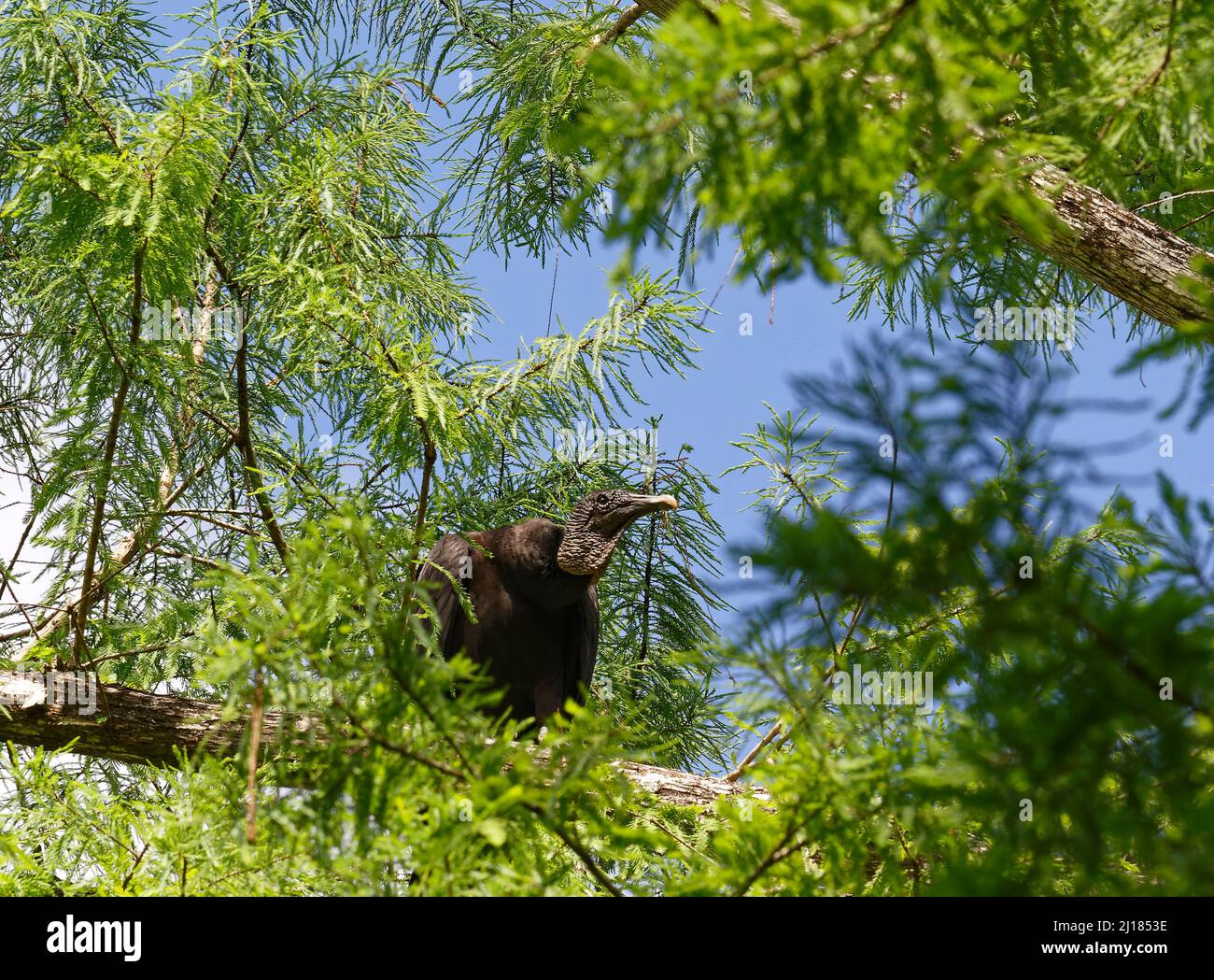 Black vulture, sitting in tree, raptor, large bird, Coragyps atratus ...
