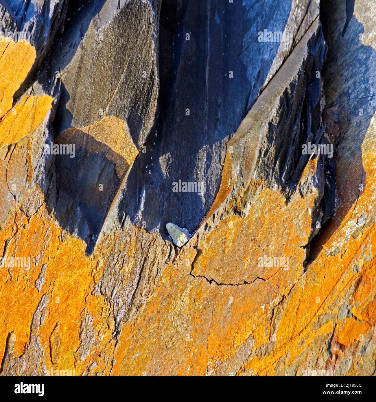 Gold colour in nature hi-res stock photography and images - Alamy