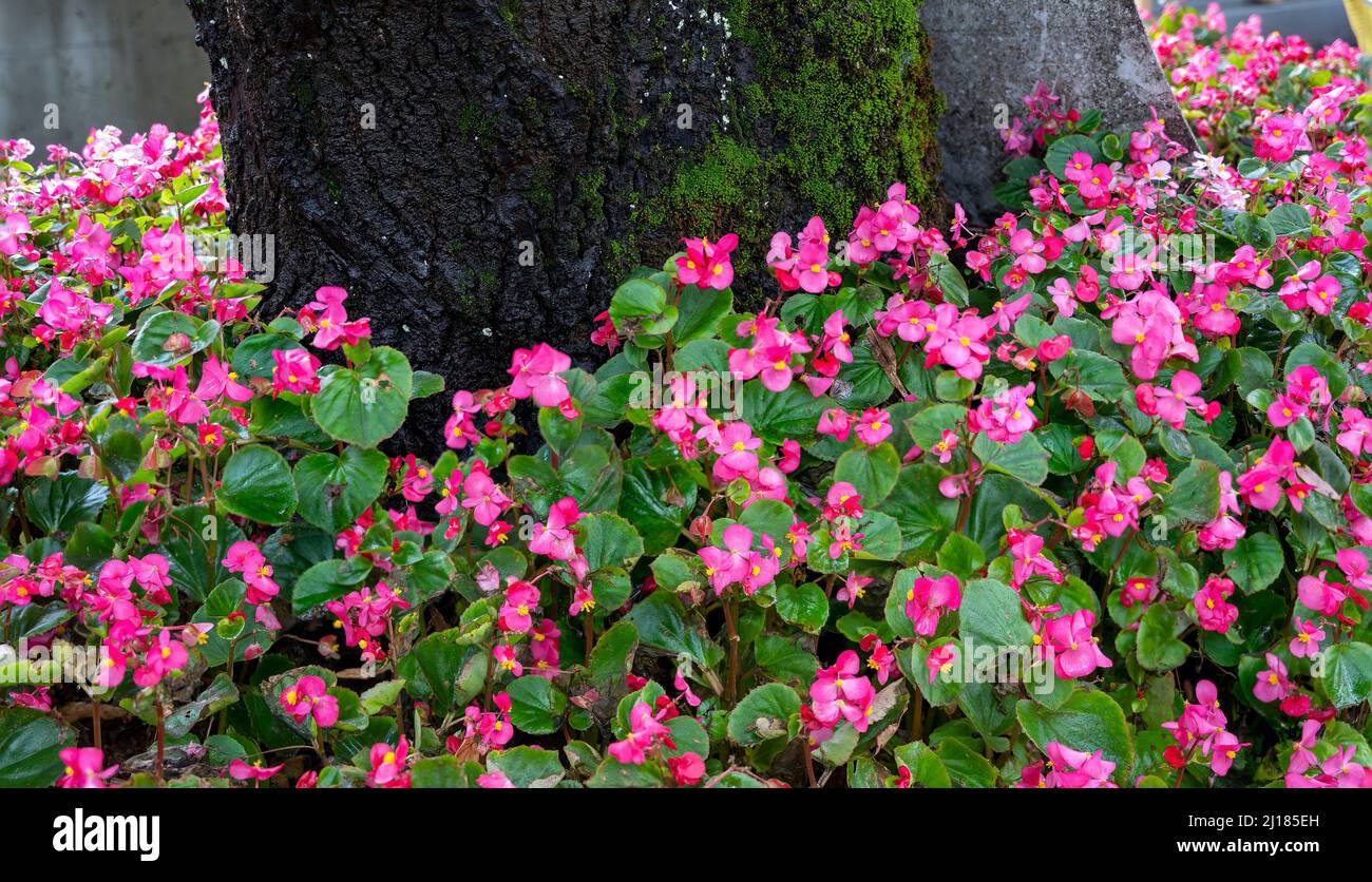 colorful pink flourishing wax begonia before a wet black mossy tree ...