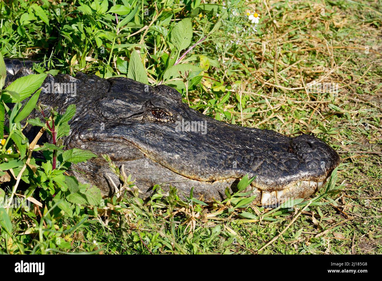 American alligator sunning, head, close-up, teeth, side view, marine ...