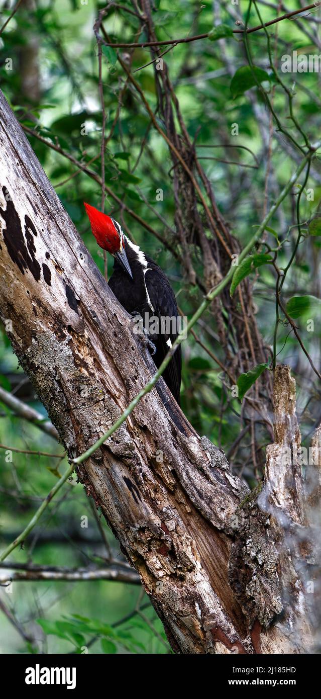 Crew bird rookery swamp hi-res stock photography and images - Alamy