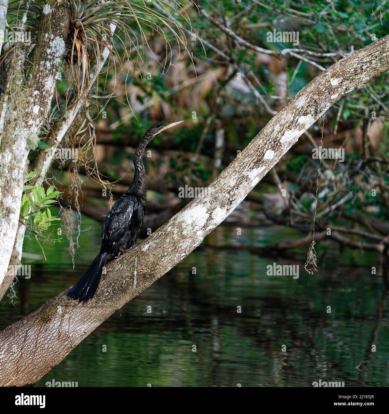 Crew bird rookery hi-res stock photography and images - Alamy
