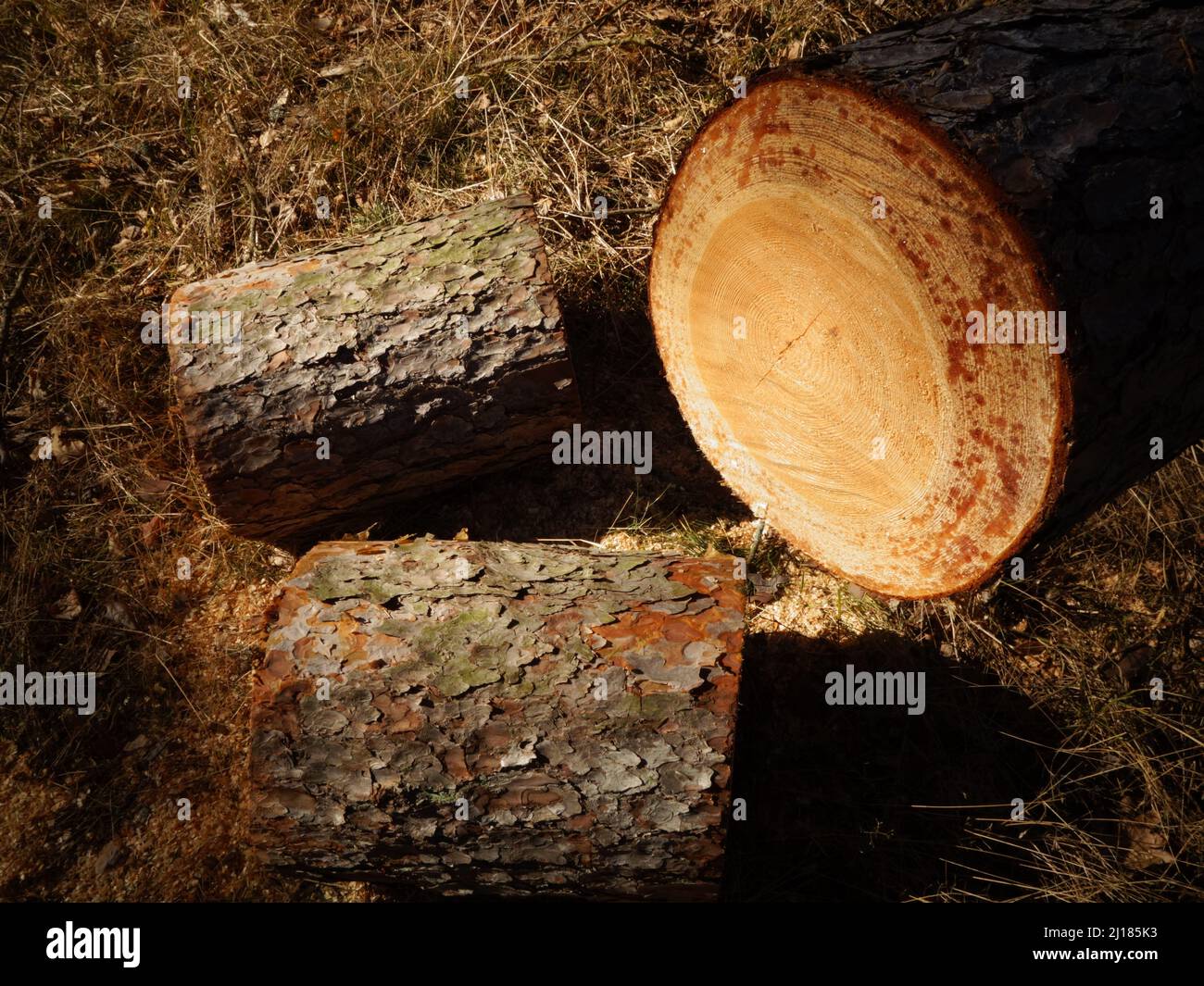 Bucking is the process of cutting a felled and delimbed tree into logs ...