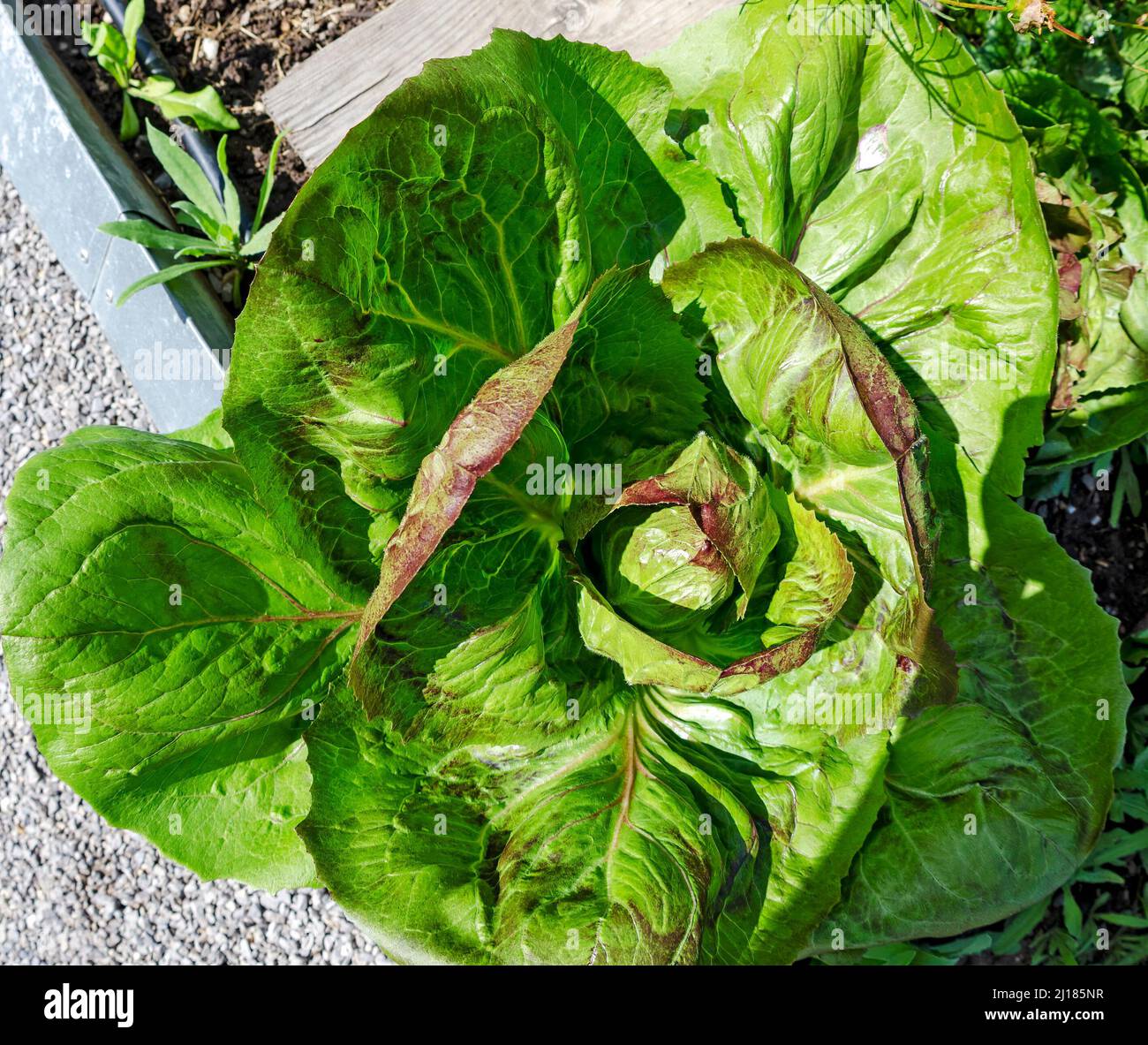Lettuce head hi-res stock photography and images - Alamy