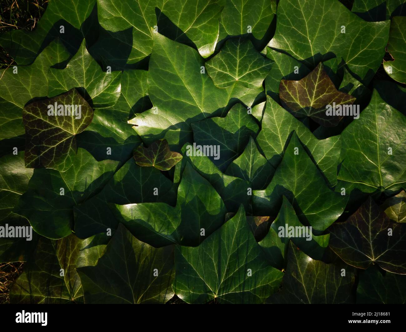 Calm background of nuances of green ivy foliage or ivy leafage perfect ...