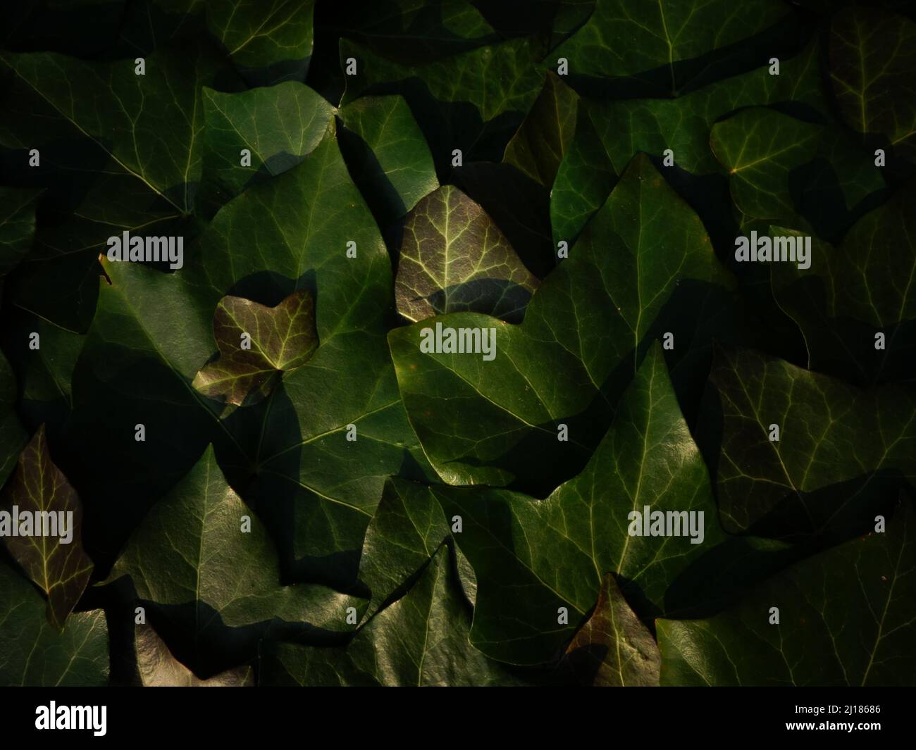 Ivy leaves. Ivy foliage. Ivy is a evergreen plant that symbolises ...