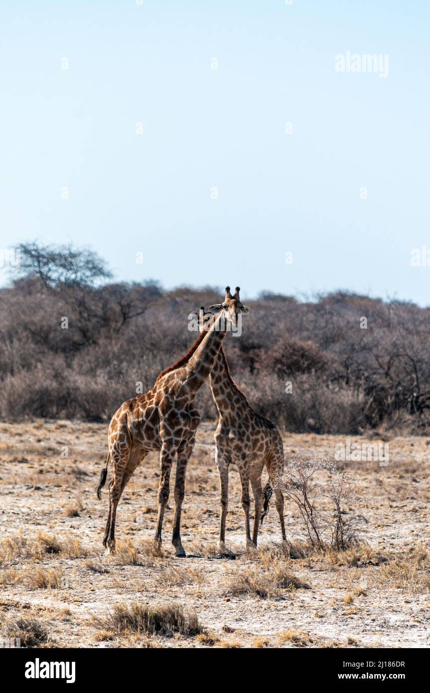 Two Angolan Giraffe - Giraffa giraffa angolensis- standing on the ...