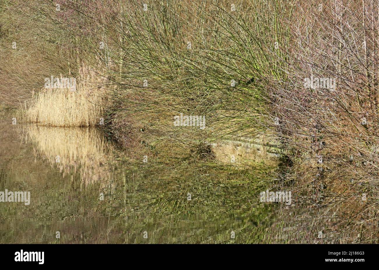 Landscape photograph tree lined margins of waterway reflecting in the ...