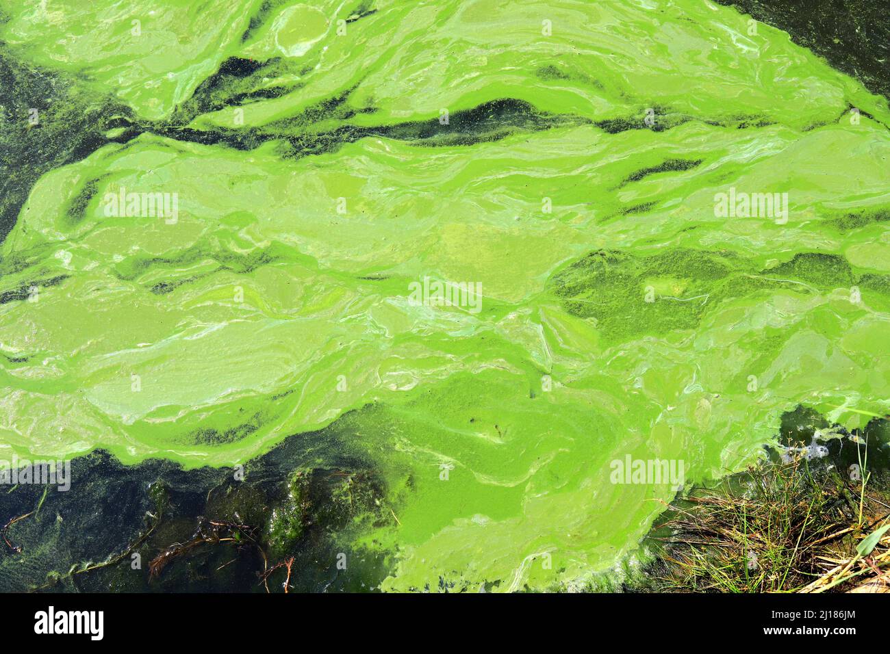 Toxic algal bloom in lake hi-res stock photography and images - Alamy