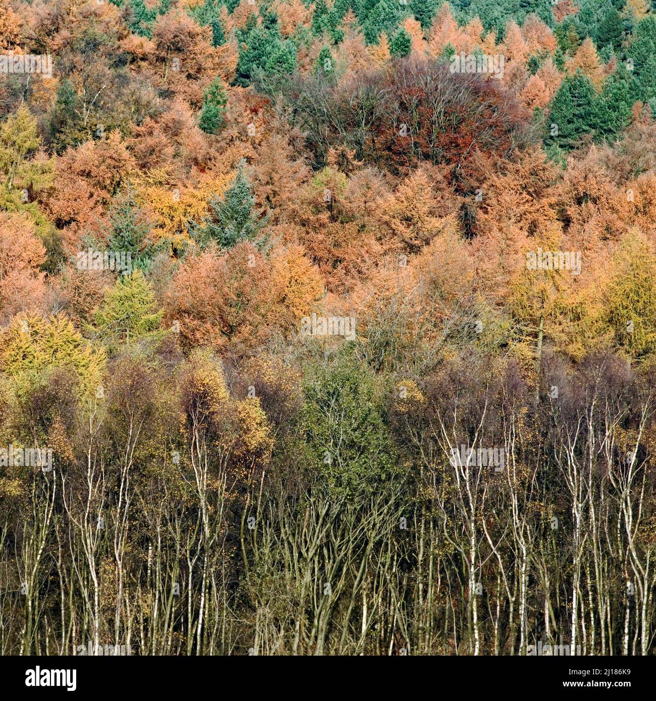 Cannock chase forests hi-res stock photography and images - Alamy