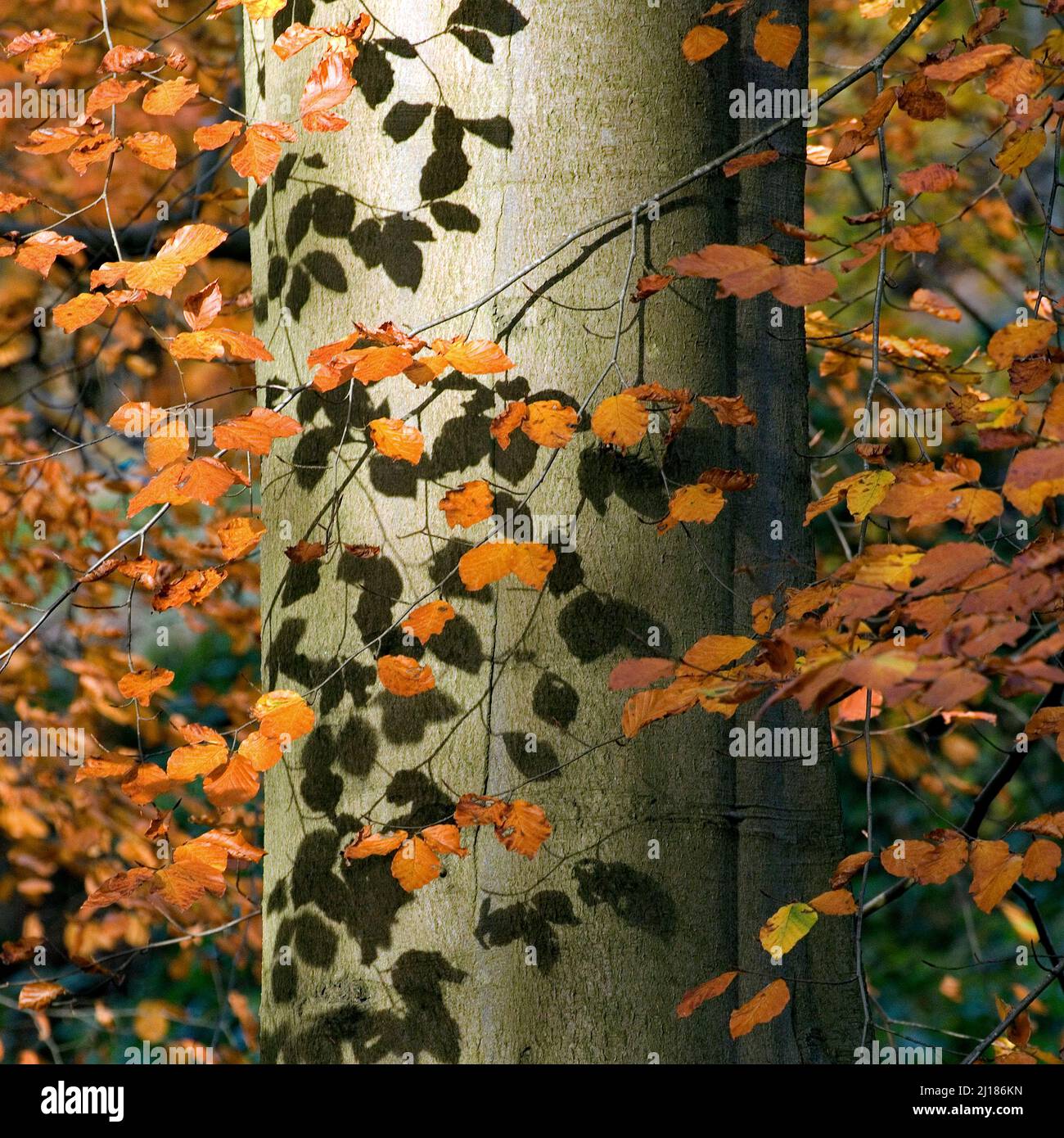 Autumn colour from a beautiful Beech trees in the deciduous woodlands ...