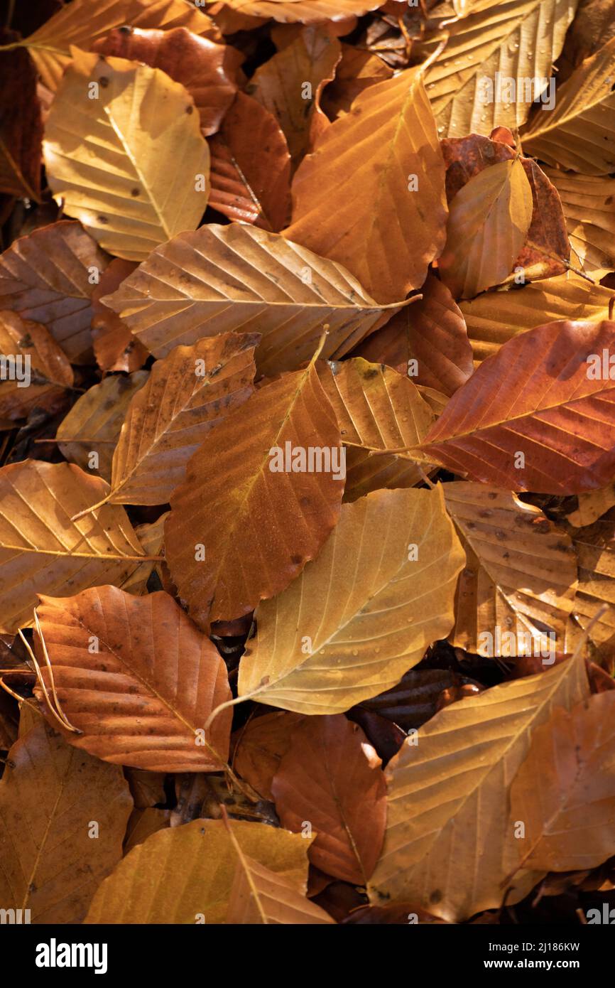 Abstract nature close up hi-res stock photography and images - Alamy