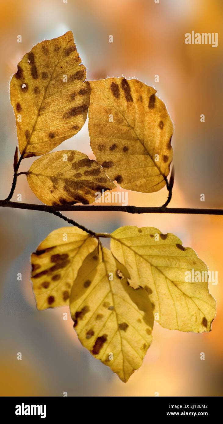Beech tree with beautiful clustered backlit leaves of bronze and gold ...