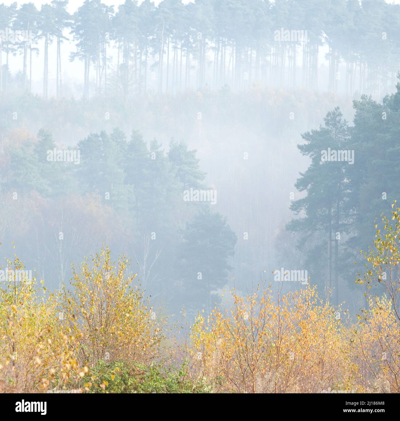 Autumn in Fair Oak valley containing a wide variety of trees in the ...