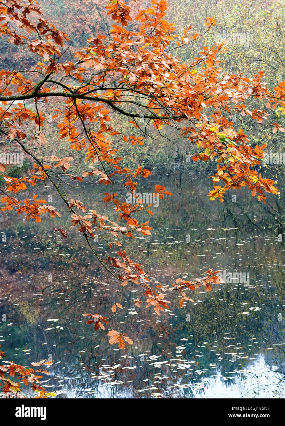 Autumn in Fair Oak valley showing one of the three major forest pools ...