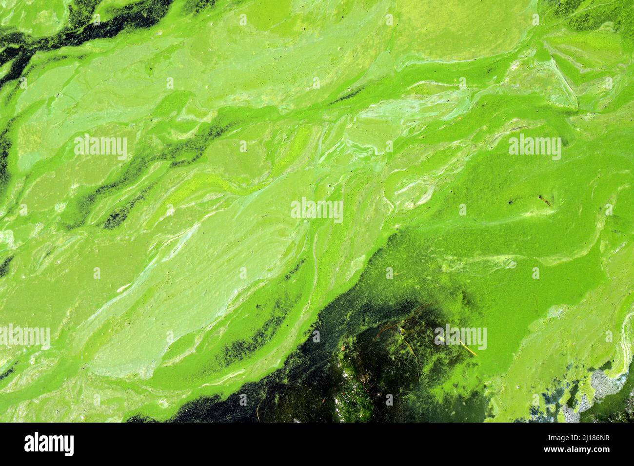 Global environmental pollution. Dirty green water, algae bloom ...