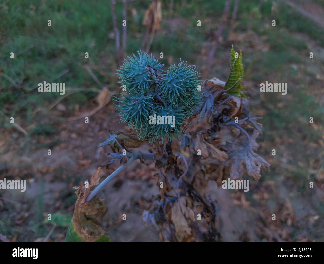 Castor field hi-res stock photography and images - Alamy
