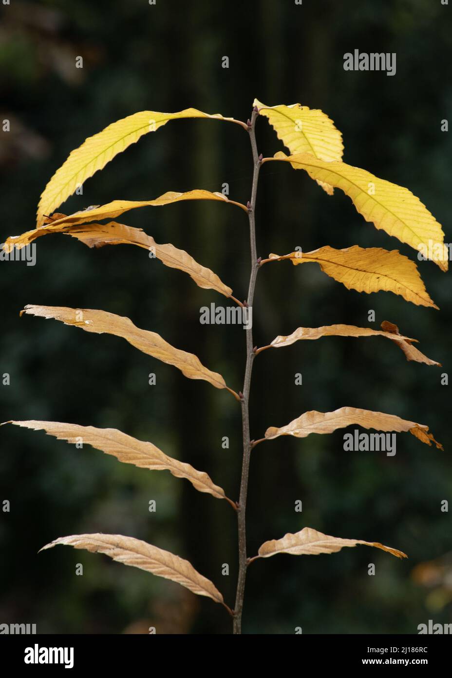 Plant Portrait of Leaves Stock Photo - Alamy