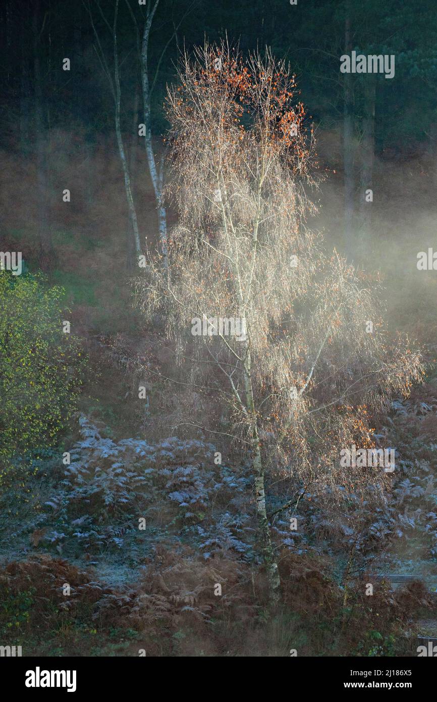 Autumn in Fair Oak valley showing one of the three major forest pools ...