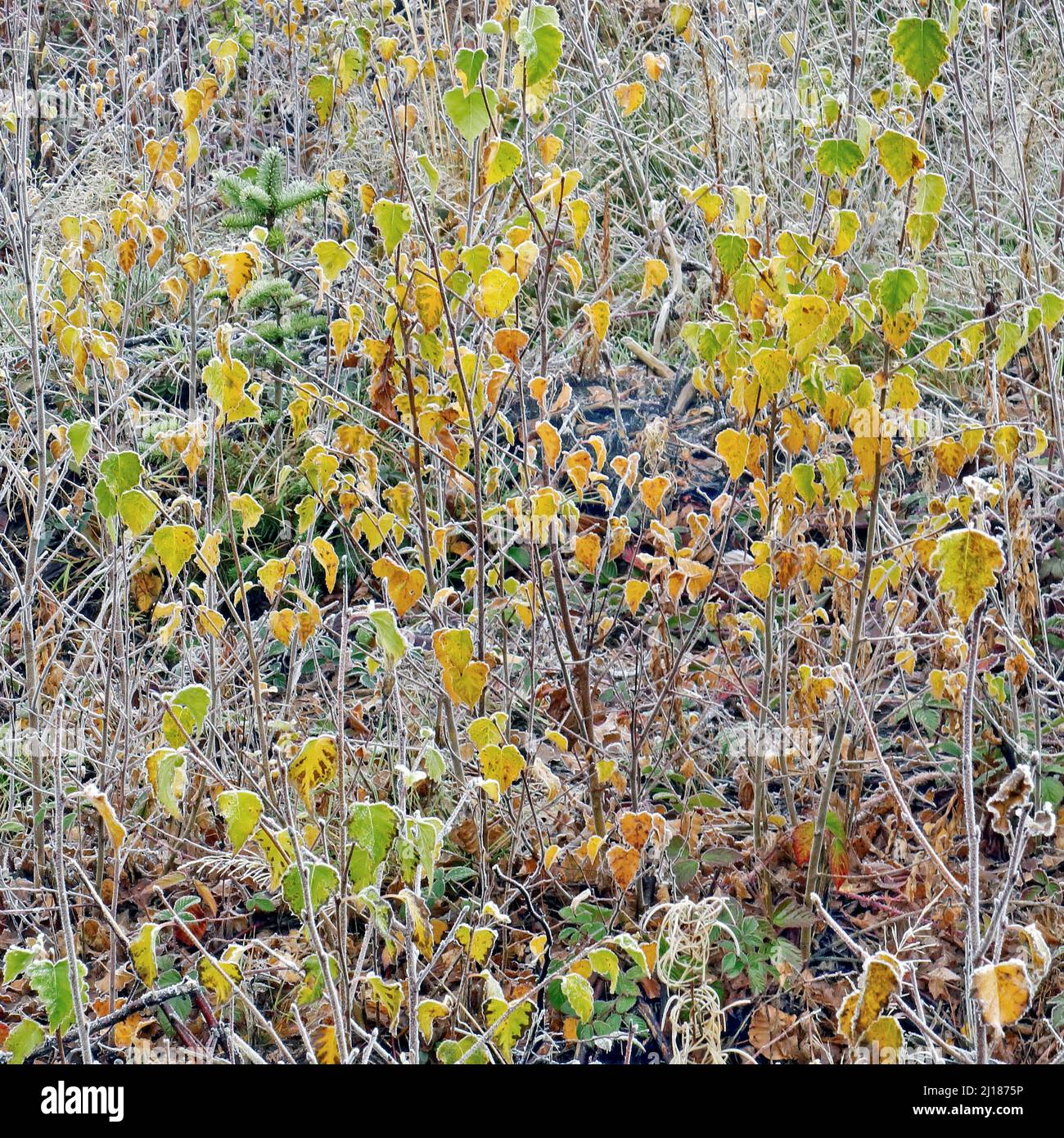 Severe frost clings to leaves and stems of the Silver Birch tree in ...