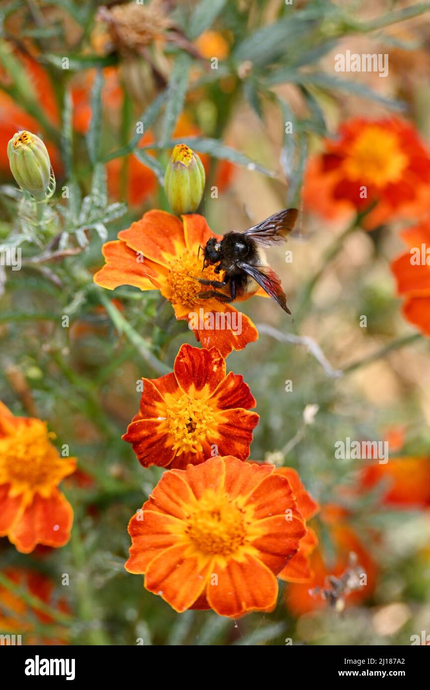closeup the yellow black bug insect take the flower juice and hold on ...