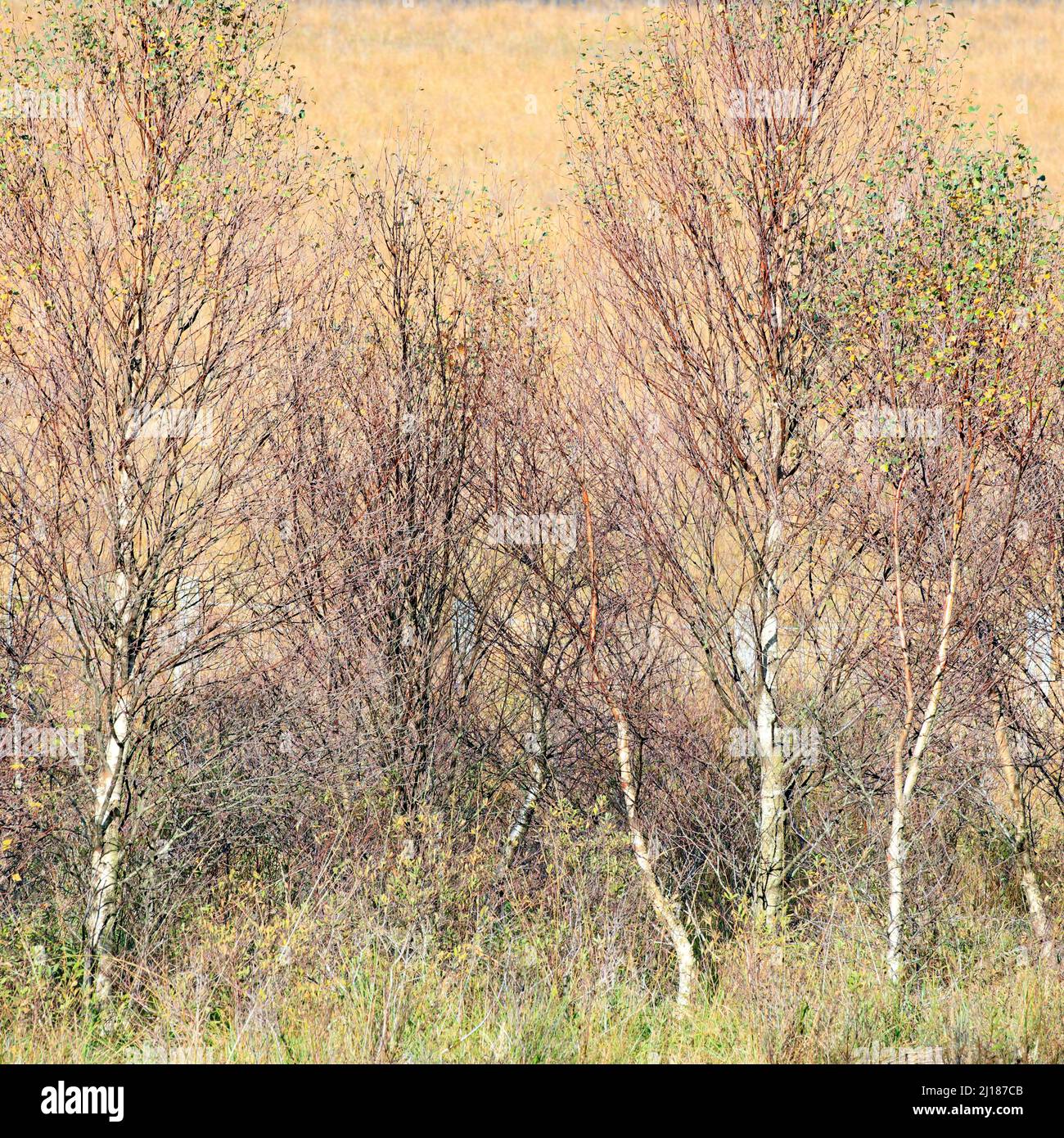 Betula pendula texture hi-res stock photography and images - Alamy