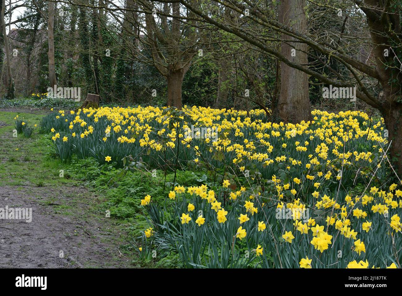 Woodland with Daffodils uk Stock Photo - Alamy