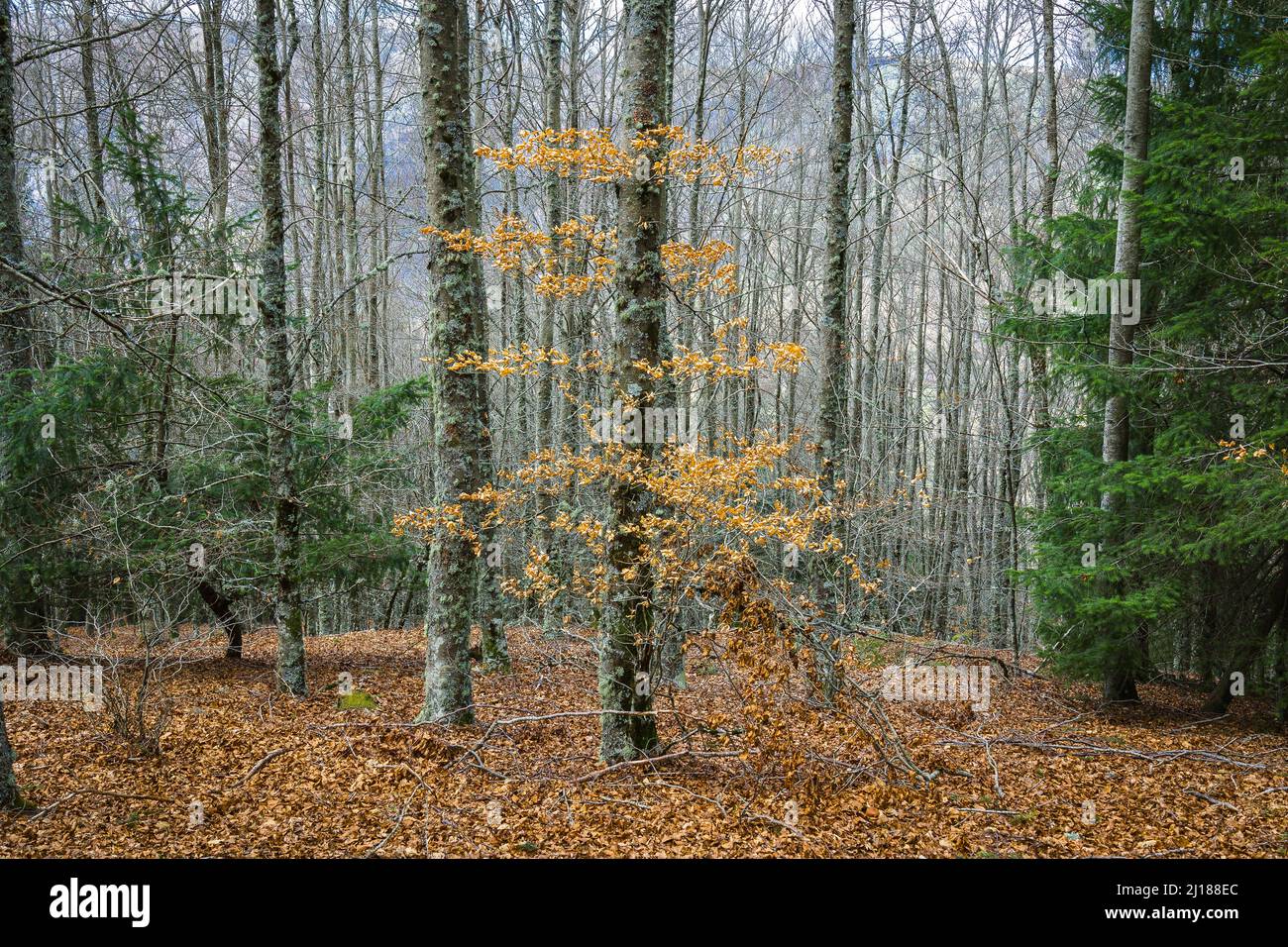 The Beautiful beeches forest in the winter. Beeches forest in the ...