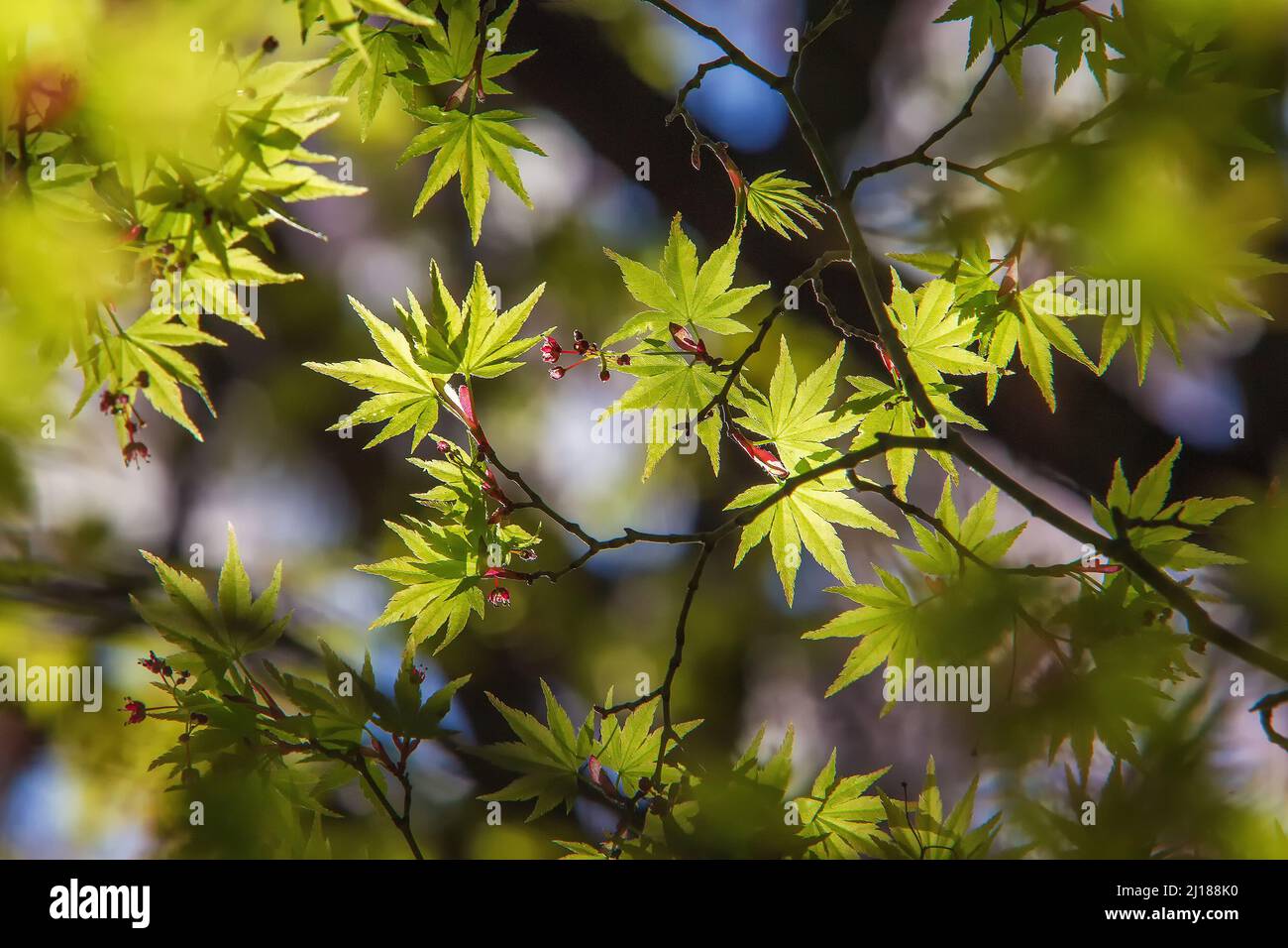 Beautiful maple leaves of Japanese maple or some another kind of maple ...