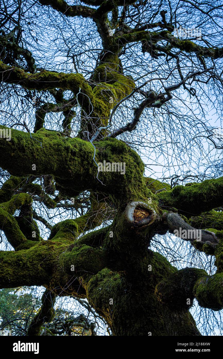 Live oak tree with spanish moss hi-res stock photography and images - Alamy