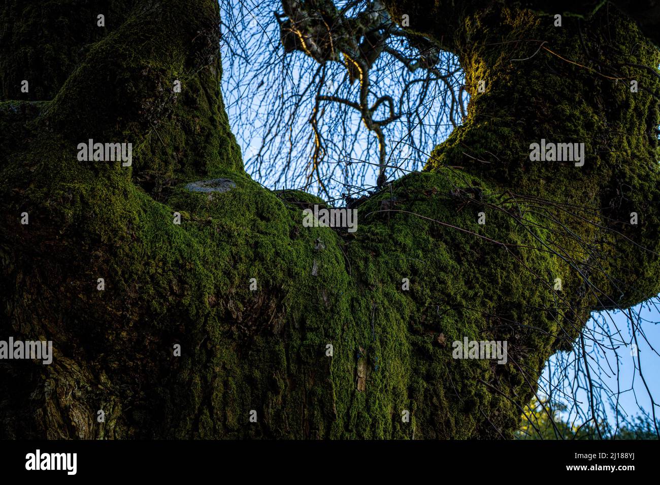 Live oak tree spanish moss hi-res stock photography and images - Alamy
