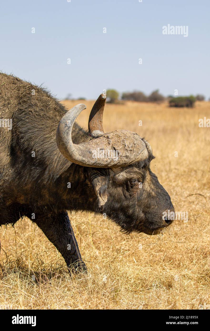 African buffalo Bull, Kruger National Park Stock Photo - Alamy