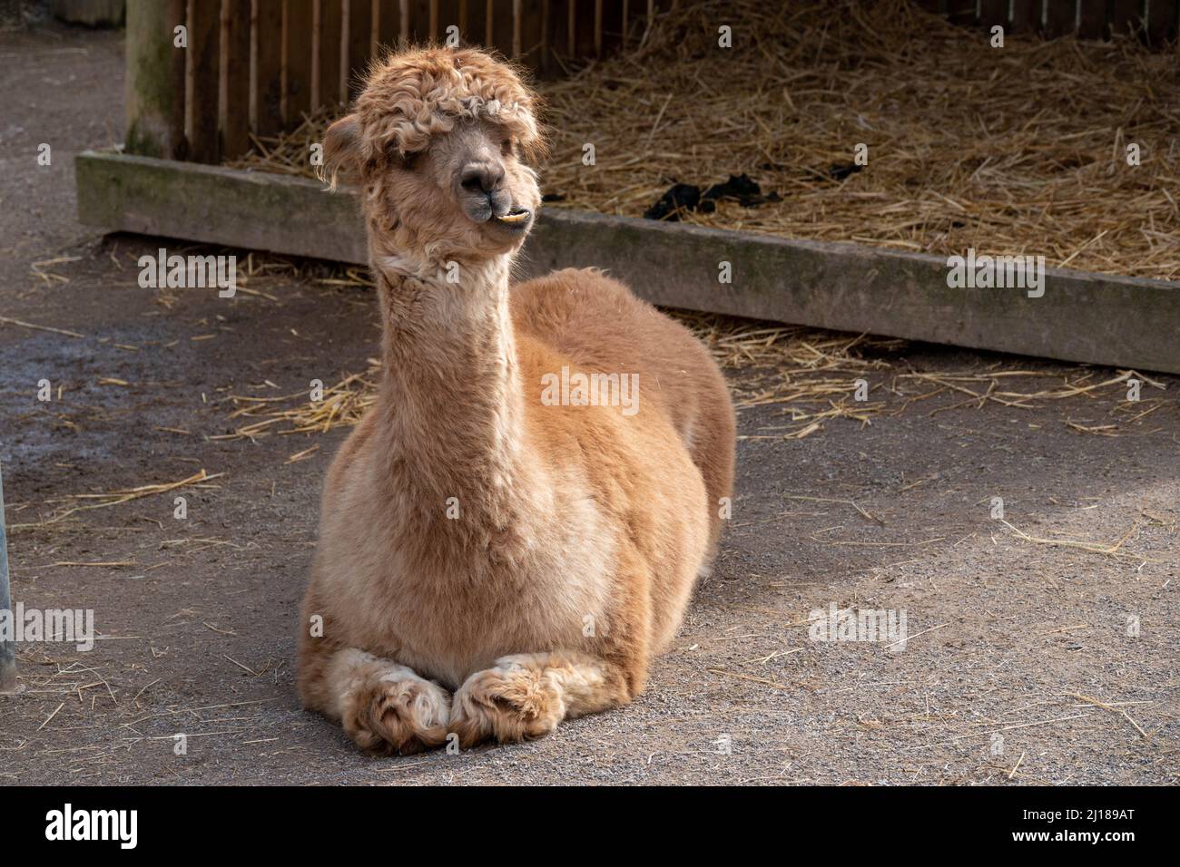 pretty brown alpaca pulling a silly face Stock Photo - Alamy