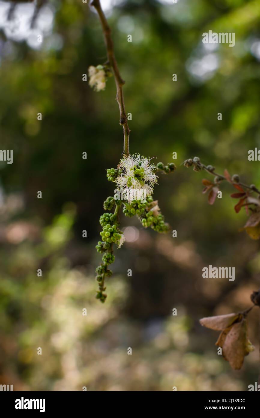 Inflorescence of vilayati chinch also known as Manila tamarind, Madras ...