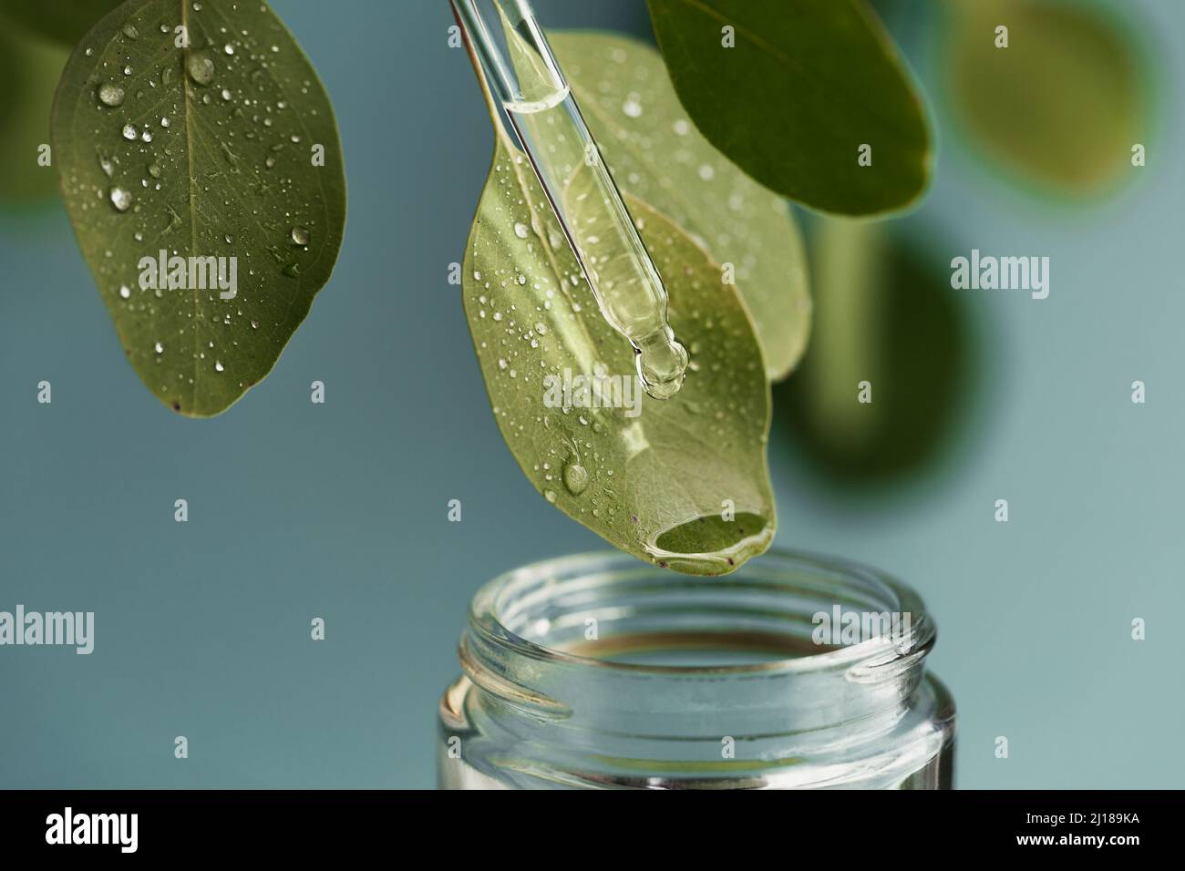 Macro shot of beautiful leaf and pipette, medicine drop falling into ...