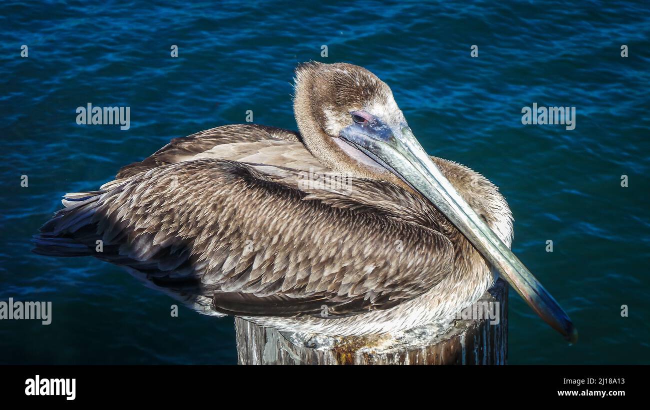 Close up of a pelican resting on a wooden post by the Pacific coast ...