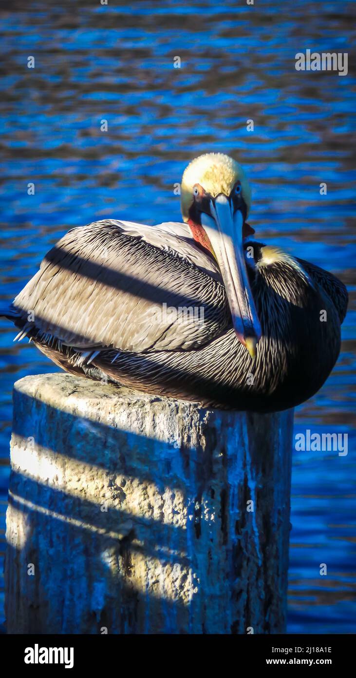 Close up of a pelican resting on a wooden post by the Pacific coast ...