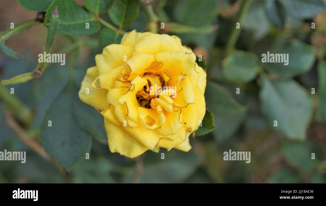 Closeup of beautiful yellow coloured diseased flowers due to Rose ...