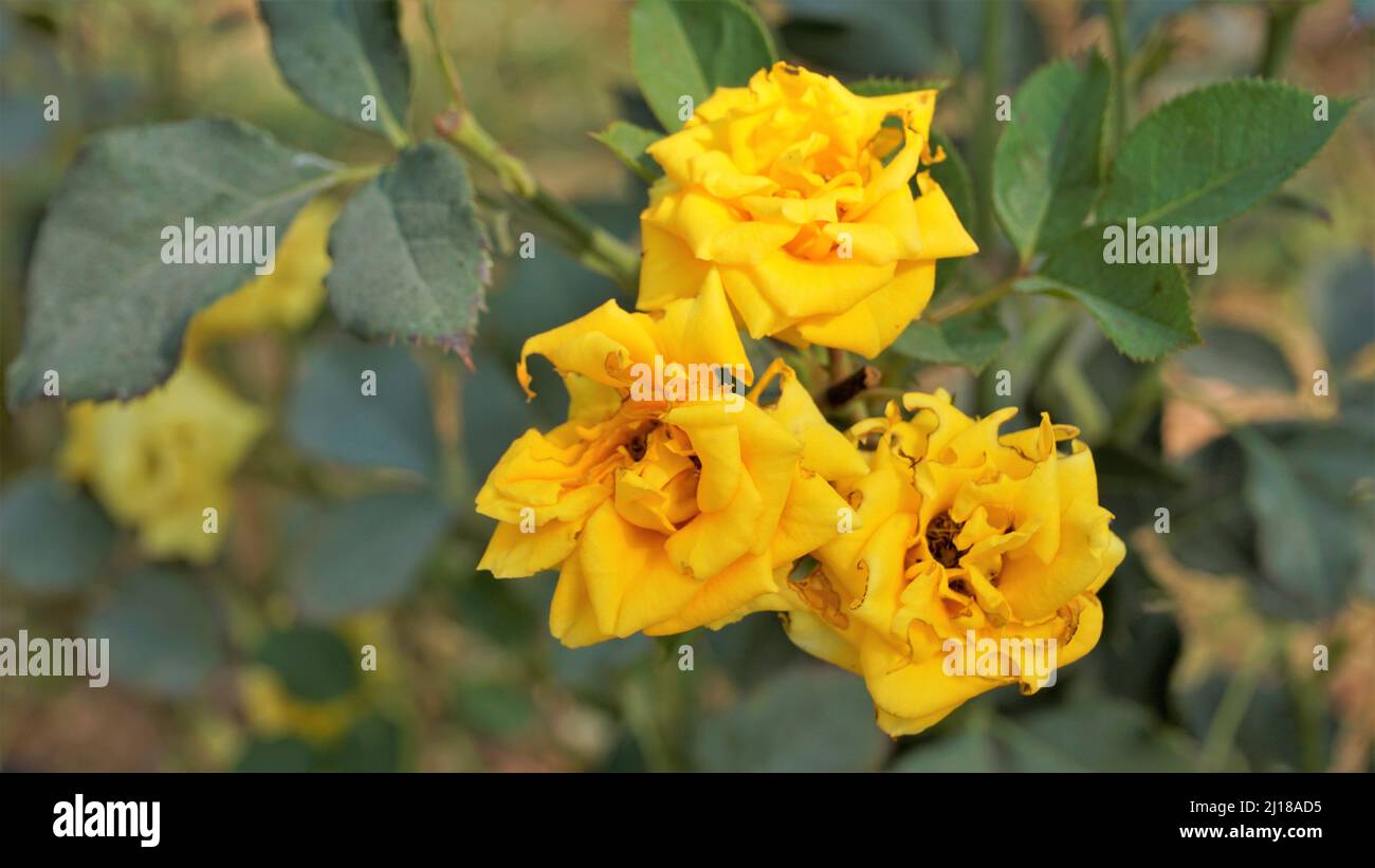 Closeup of beautiful yellow coloured diseased flowers due to Rose ...