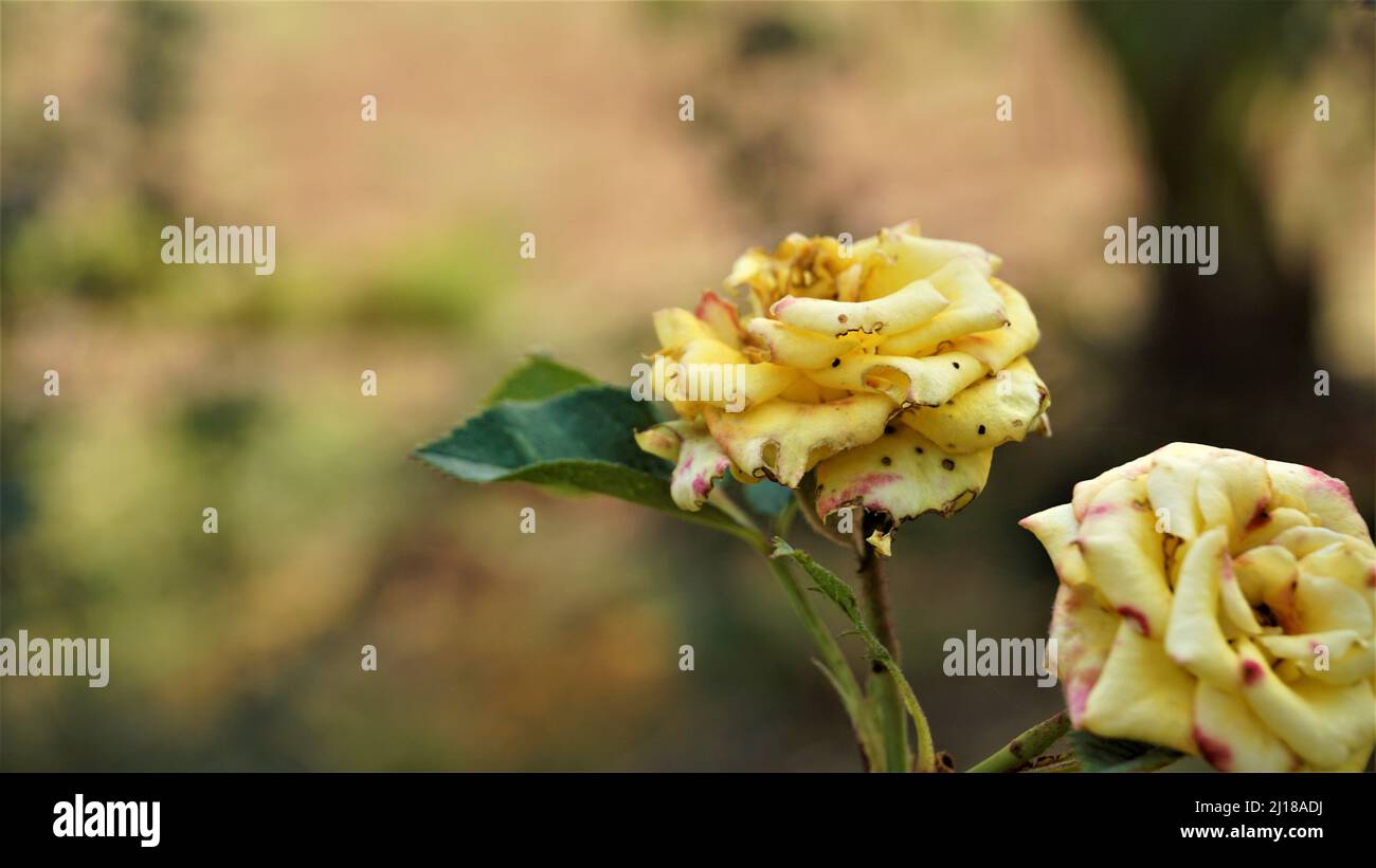 Closeup of beautiful yellow coloured diseased flowers due to Rose ...