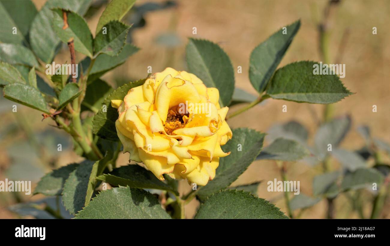 Closeup of beautiful yellow coloured diseased flowers due to Rose ...