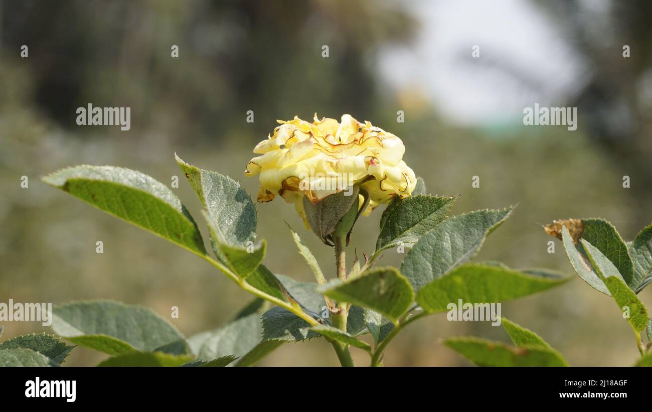 Closeup of beautiful yellow coloured diseased flowers due to Rose ...